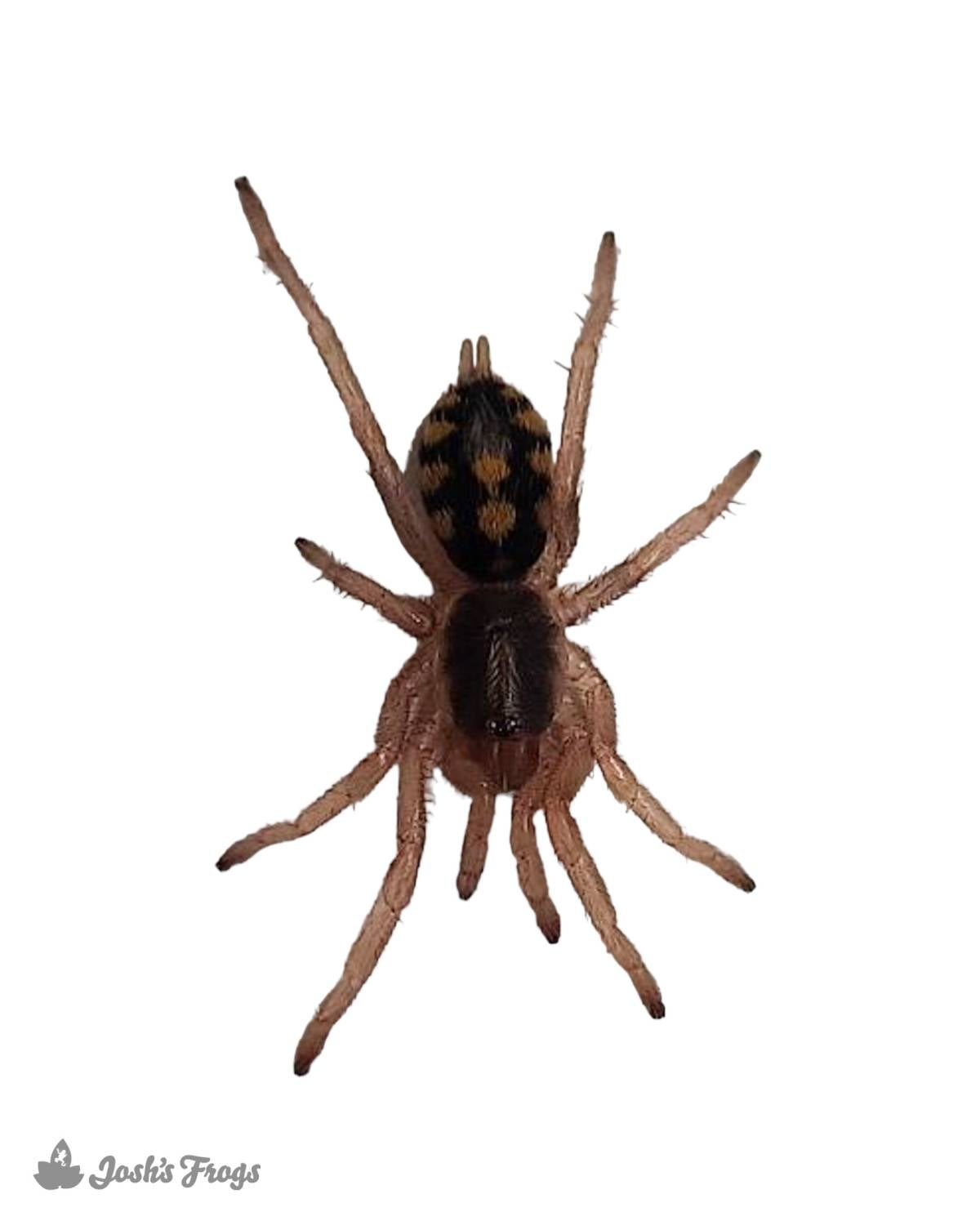 Pumpkin Patch Tarantula - Hapalopus formosus | 1/2 inch (Captive Bred)