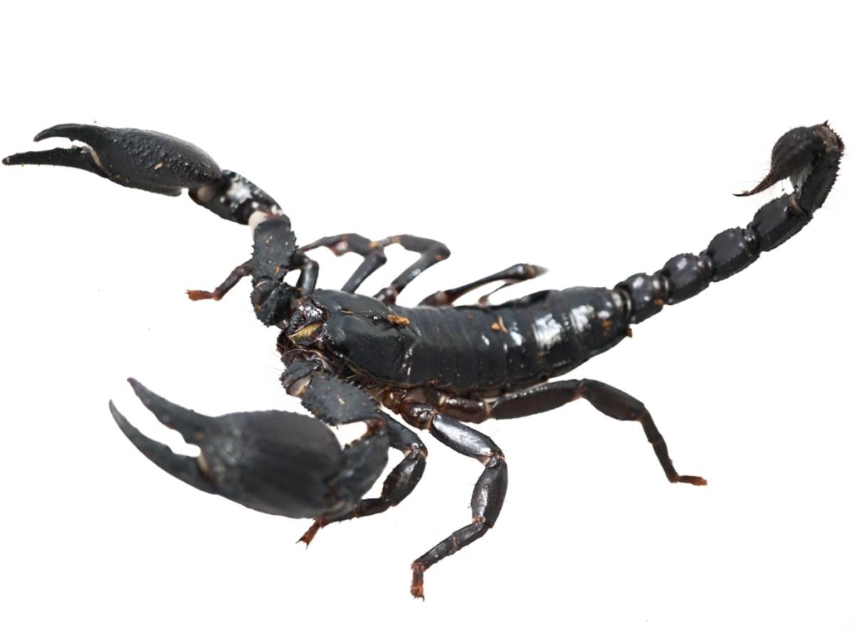 Asian Forest Scorpion - Heterometrus silenus (Captive Bred) Small Juvenile