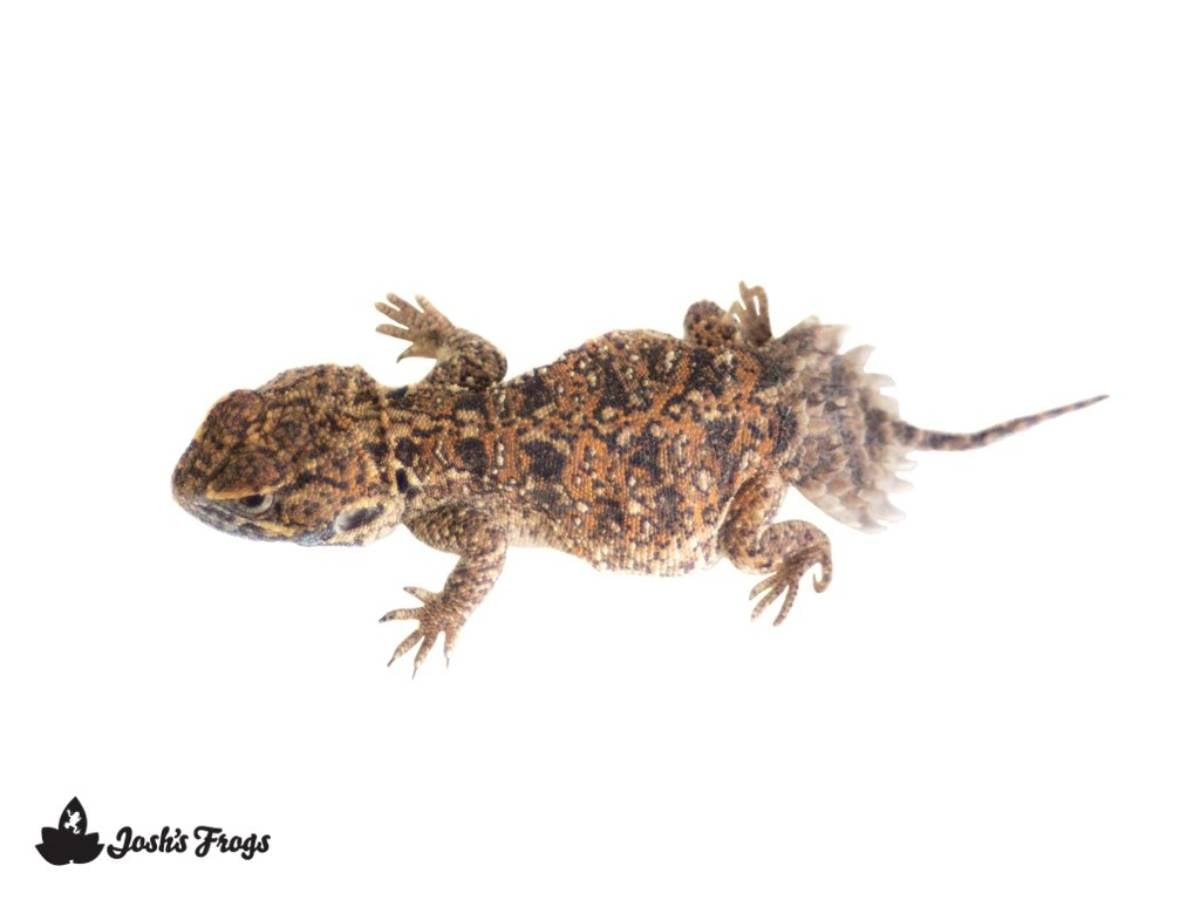 Shield-Tailed Agama - Xenagama taylori (Captive Bred)