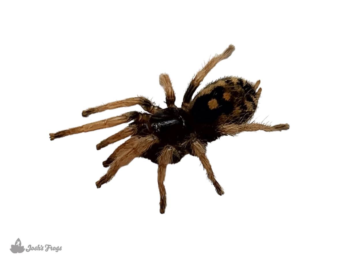 Speckle Patch Tarantula - Hapalopus guerreroi | 1/8-1/4 inch (Captive Bred)