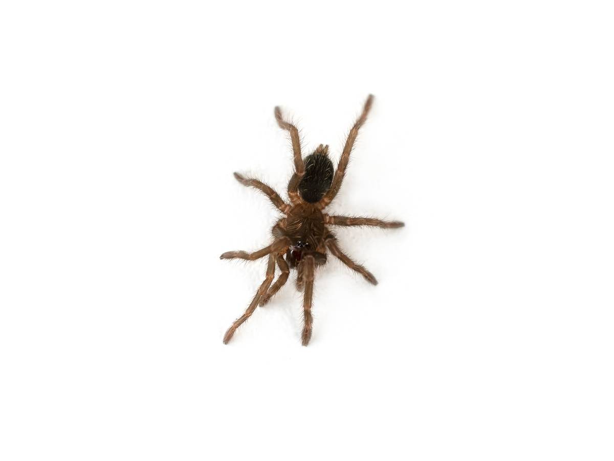 Sumatran Stout Legged Tarantula - Lyrognathus giannisposatoi (Captive Bred)