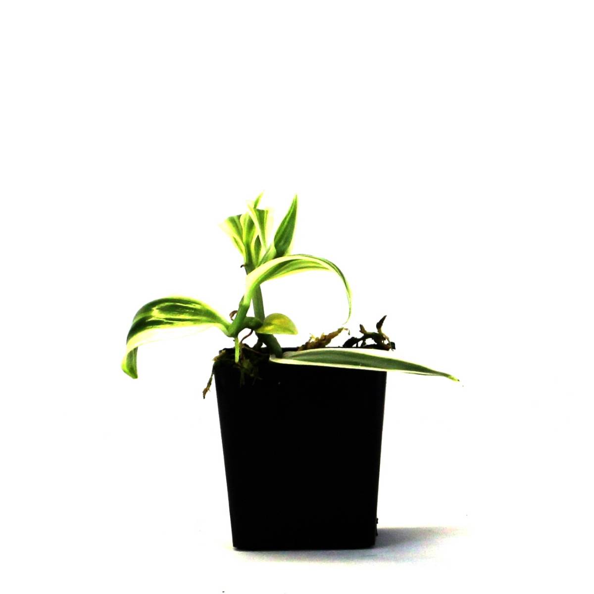 Vining/Trailing Plants