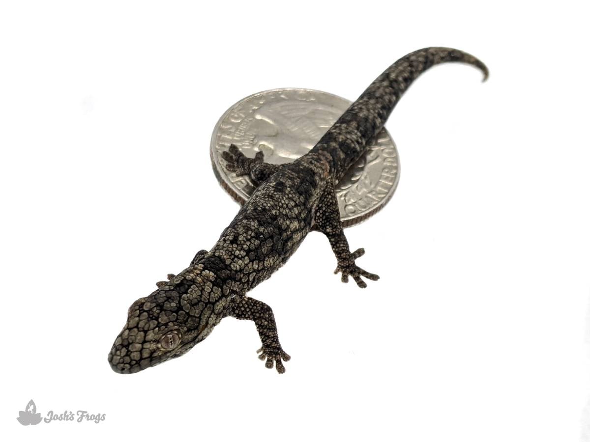 Vieillardi's Chameleon Gecko - Eurydactylodes vieillardi (Captive Bred)