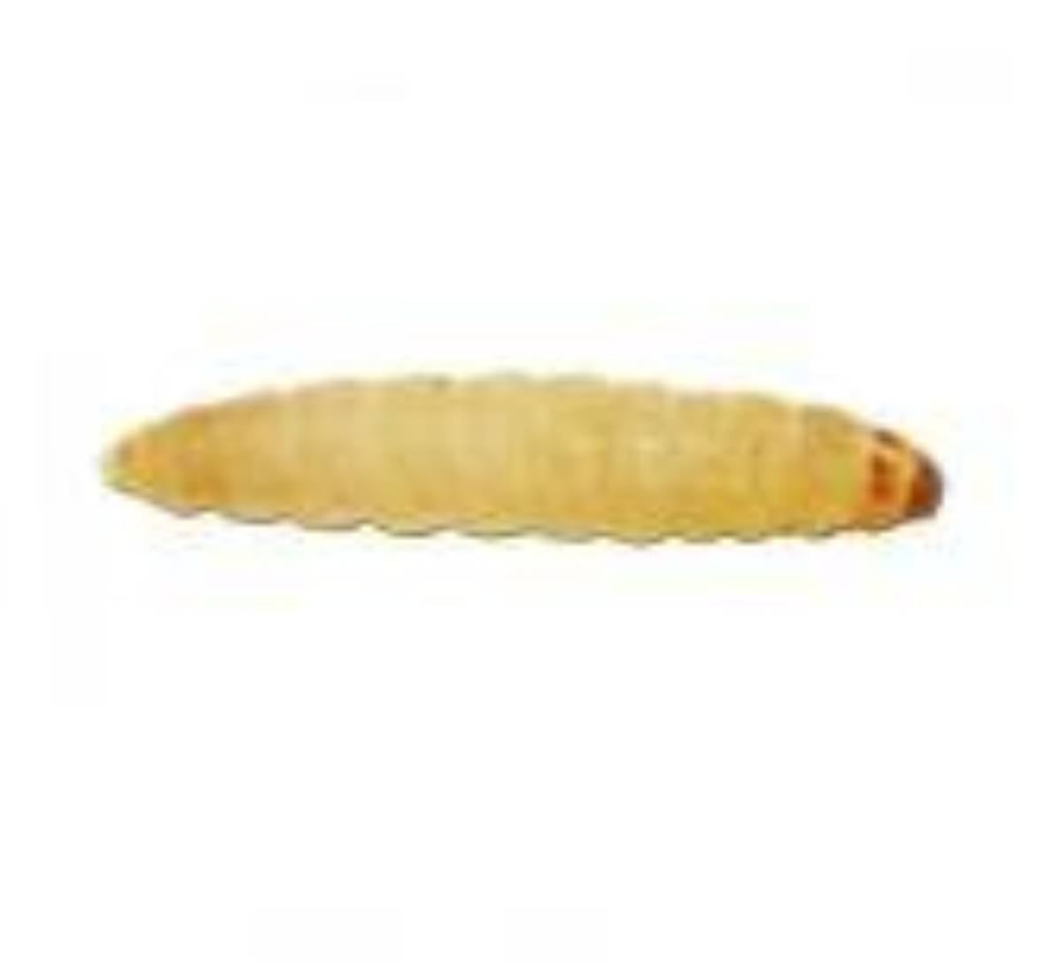 Waxworms (50 count)