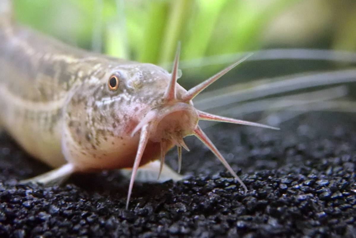 Loach Lowdown Part 2: Weather Loach