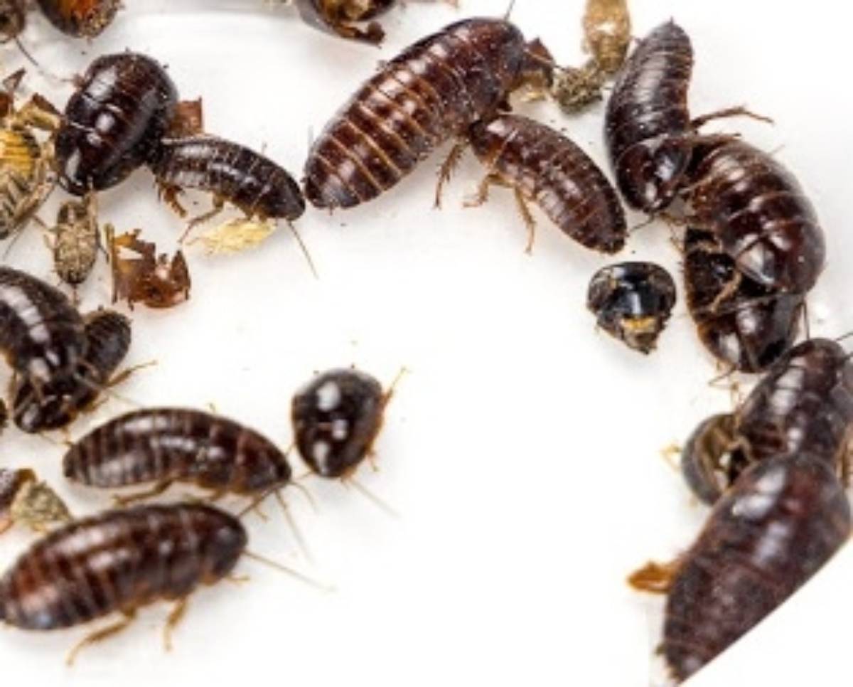 1/2" - 3/4" Medium Orange Head Roaches (100 count)