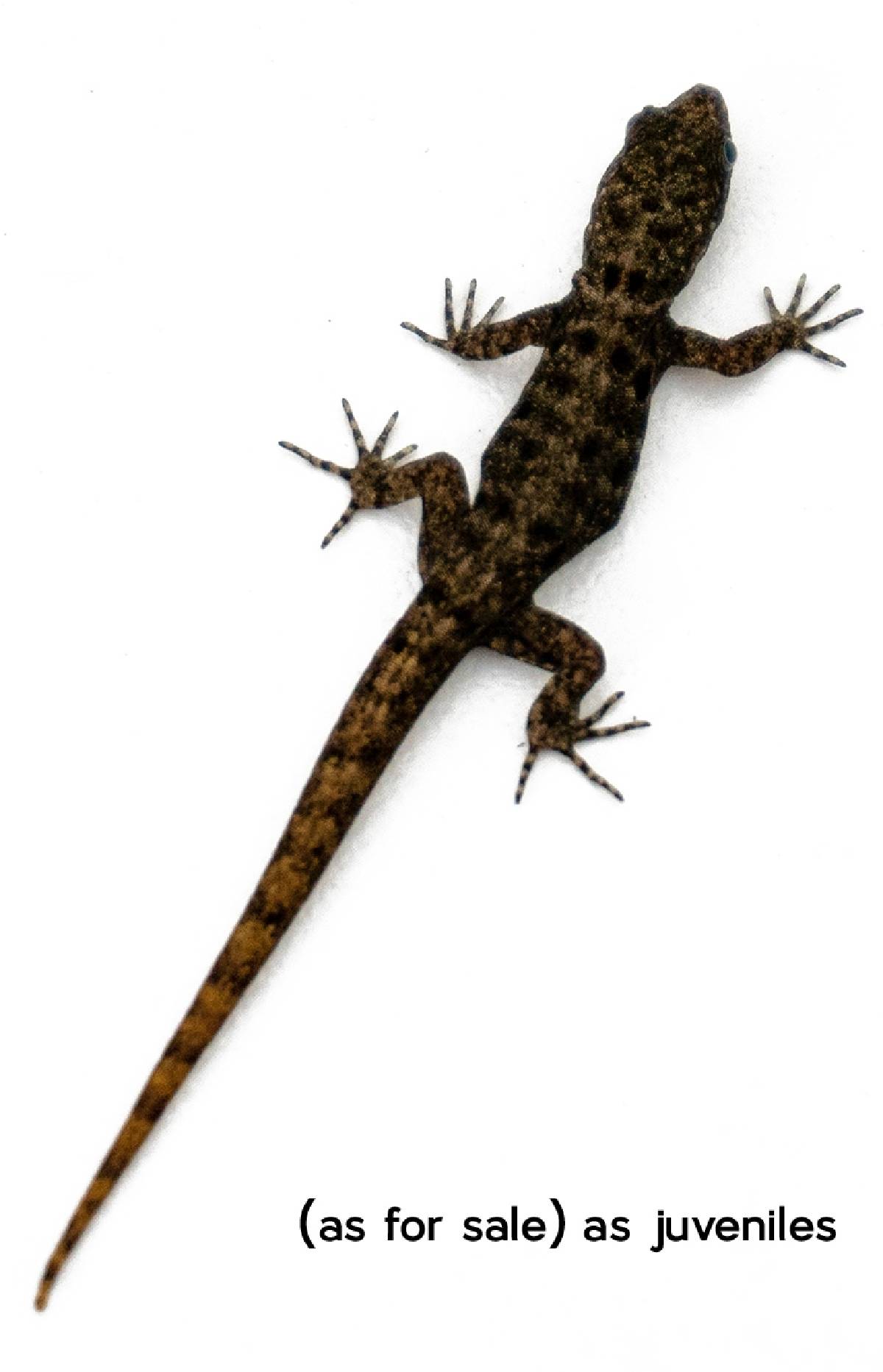 Yellow-Headed Gecko - Gonatodes albogularis fuscus (unsexed)